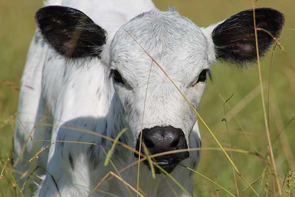 Cattle - Dingo Lane Farms