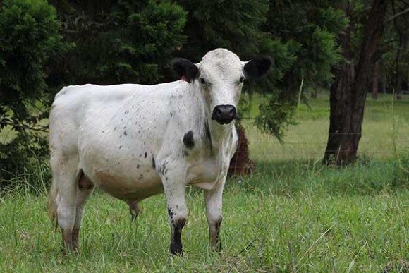 Cattle - Dingo Lane Farms
