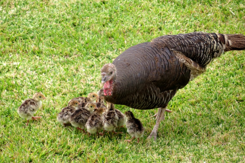 Turkey with chicks - Dingo Lane Farms